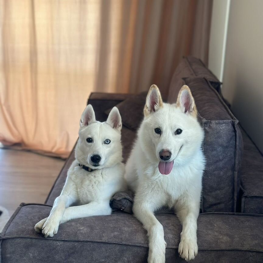 Два пушистых друга ищут любящих хозяев