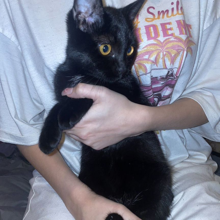 Черный котенок в добрые руки