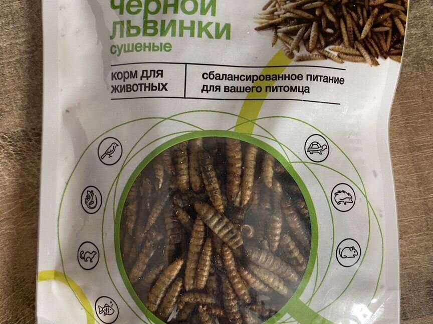 Личинки черной львинки