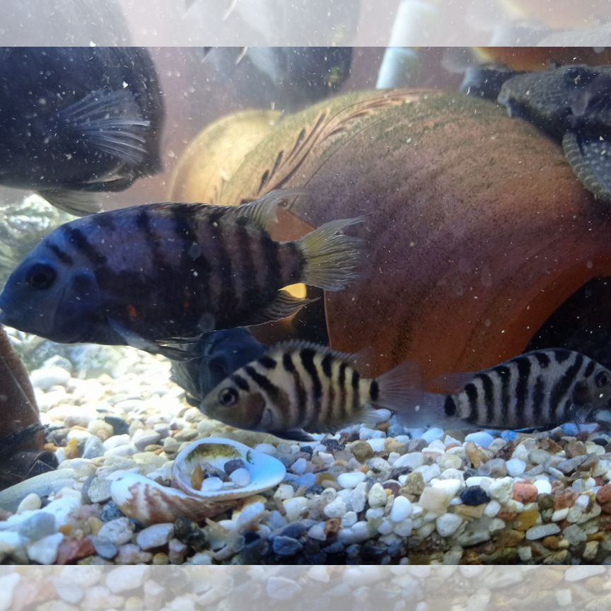 Аквариумные рыбки