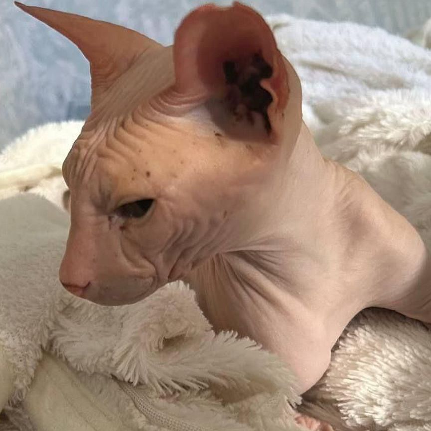 Донской сфинкс, взрослый кот
