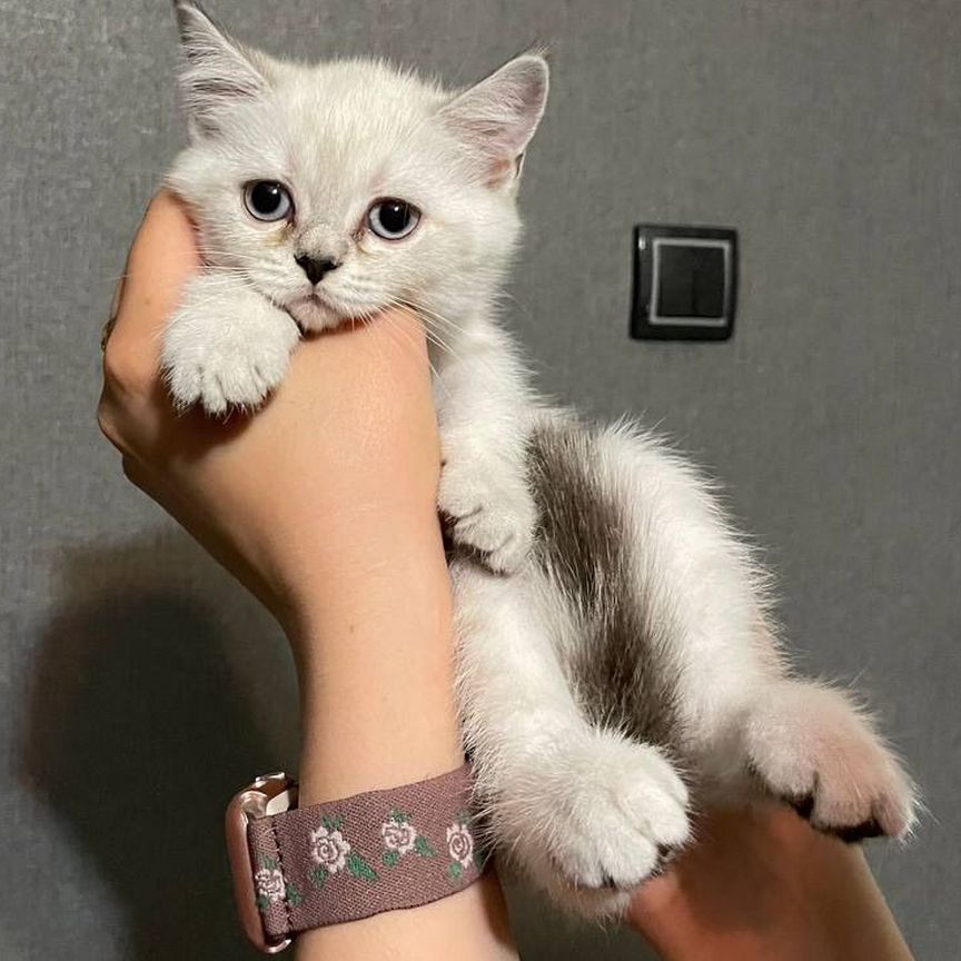 Шотландские котята