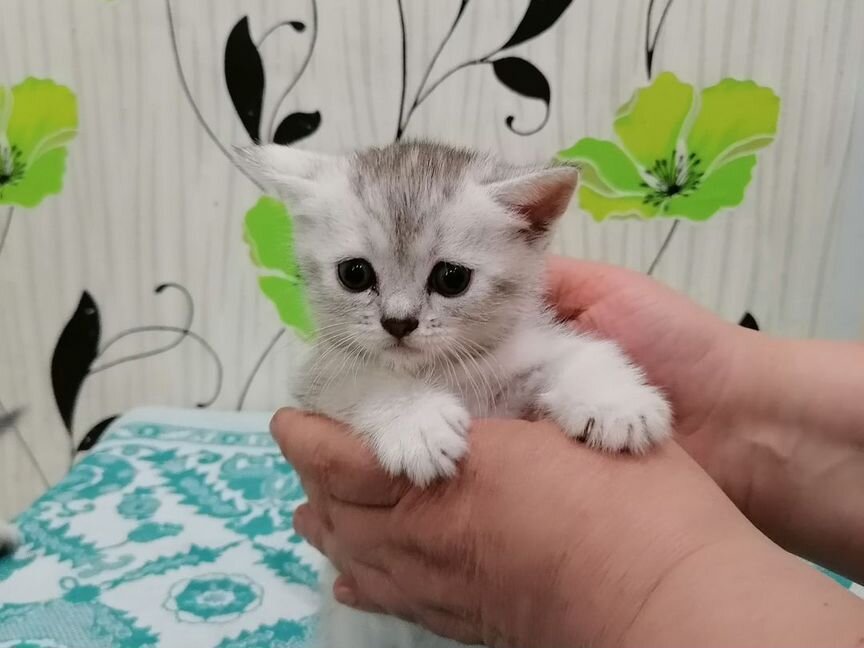Британские котята