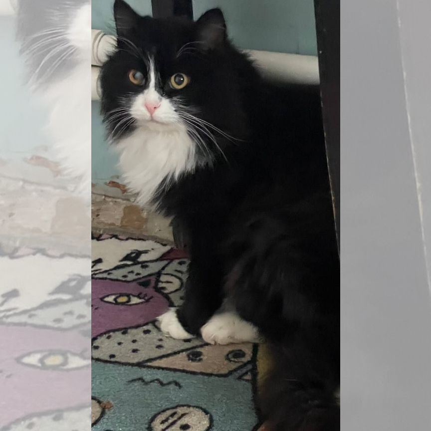 Взрослый кот в добрые руки