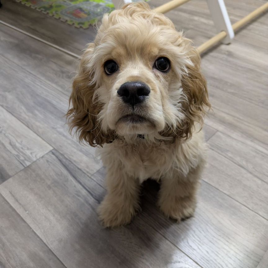 Американский кокер-спаниель, щенок