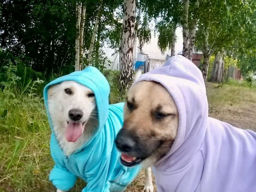 Мальчик погибает от тоски, очень нужен хозяин