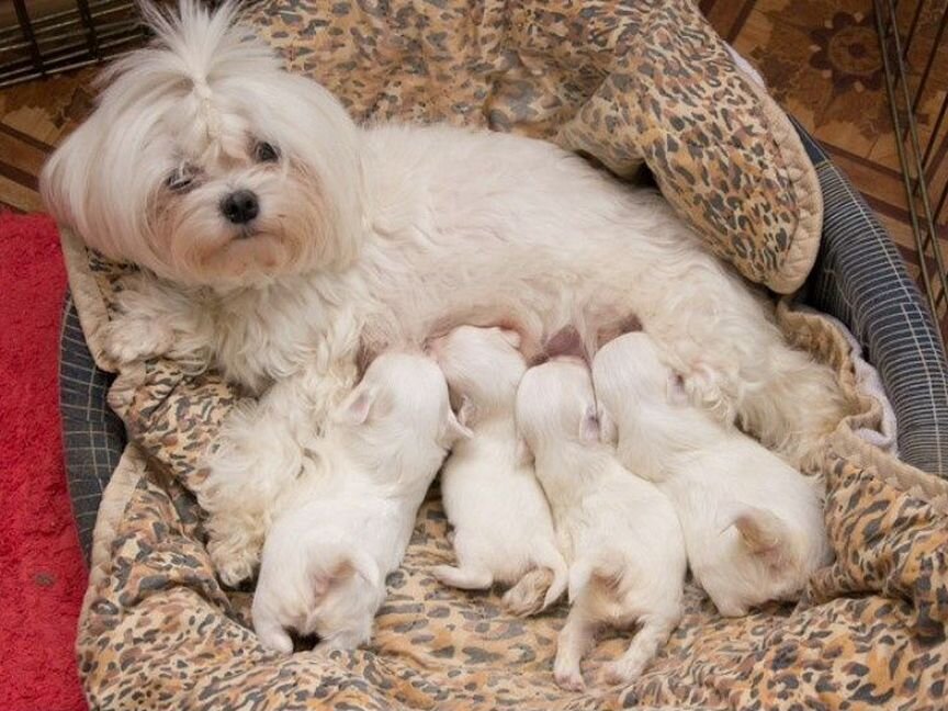 Щенки мальтийской болонки