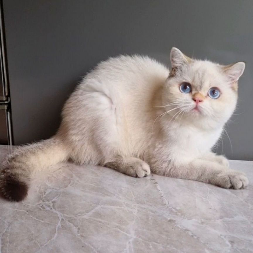 Мальчик золотая шиншилла колорпойнт