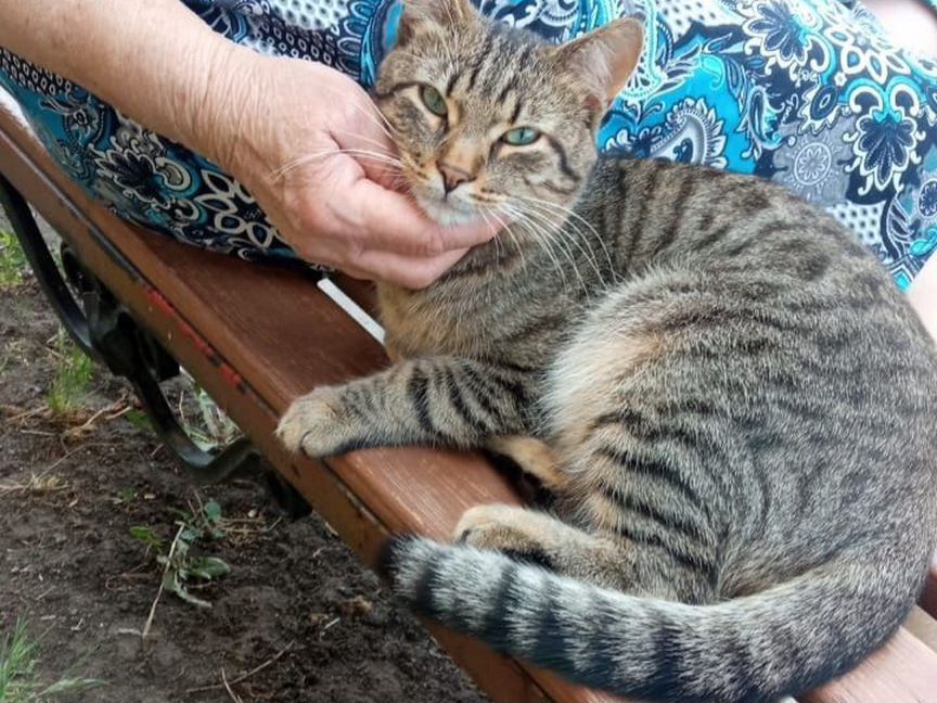 Котик в добрые руки