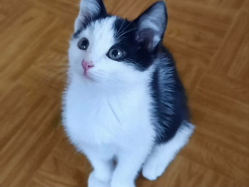 Котенок в добрые руки