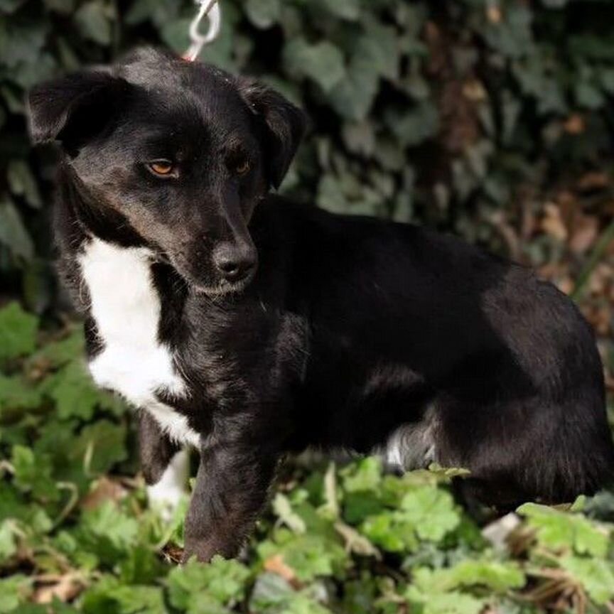 Взрослый пёс в добрые руки