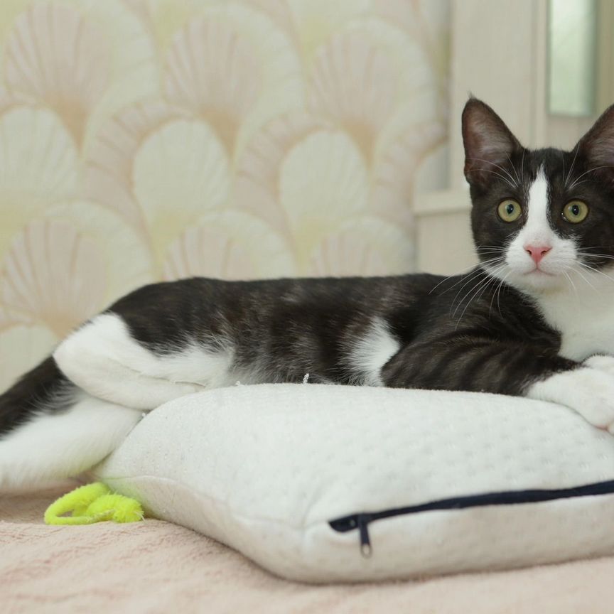 Душевный котенок