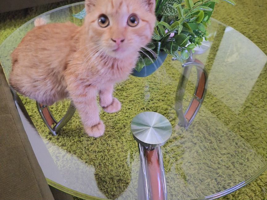 Котенок в добрые руки