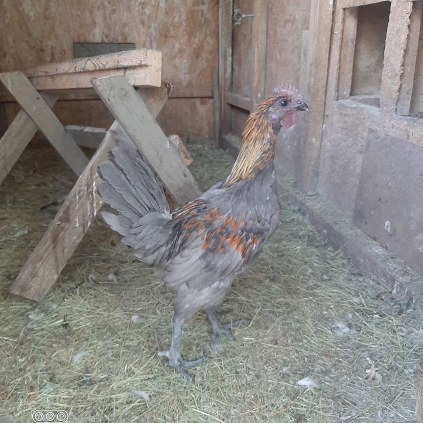 Петух лакендайзи