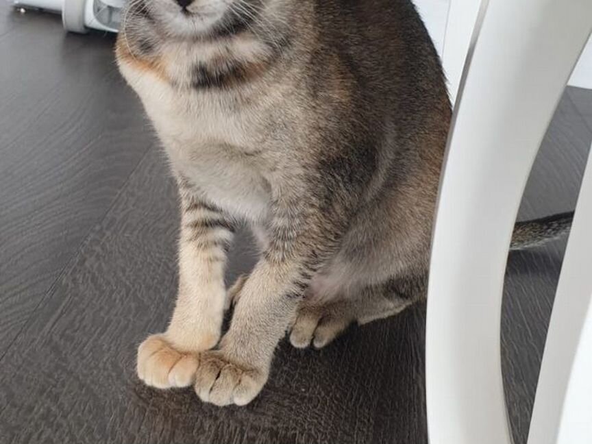 Ориентальная кошечка восточная красотка