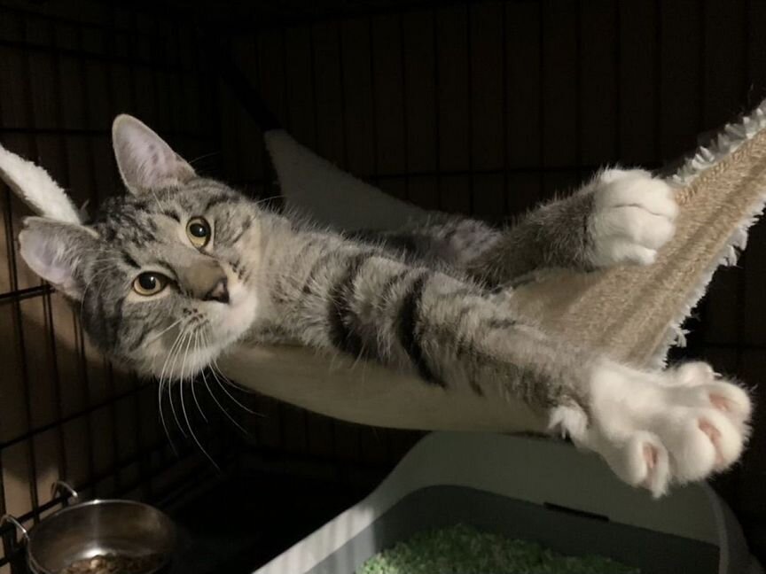 Бесподобный Реми (кот, 11 месяцев)