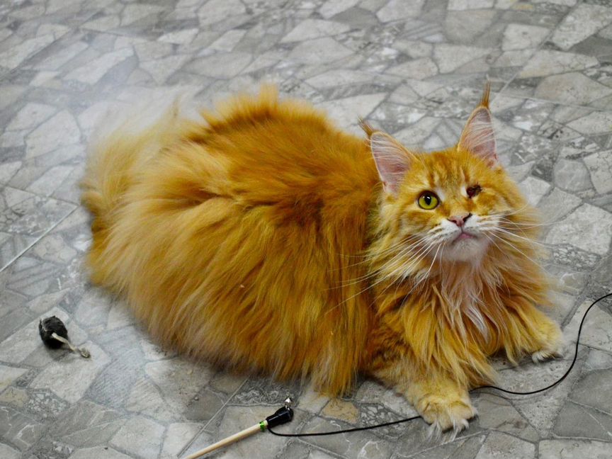 Кошка Горчица ищет хозяина. В хорошие руки