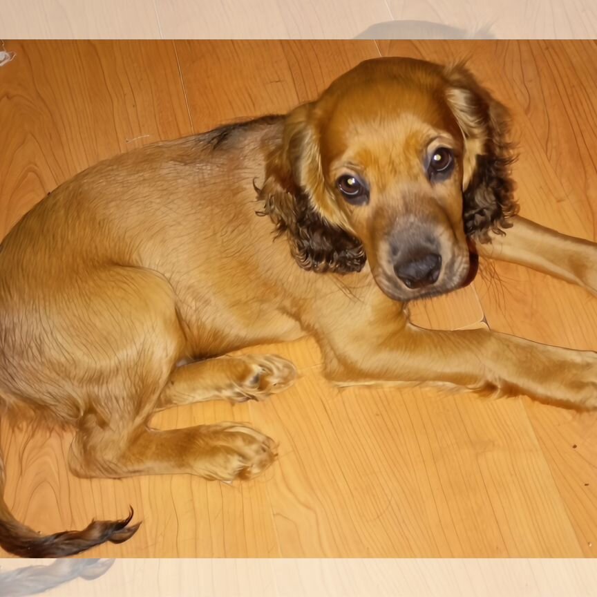 Голландский спаниель, щенок