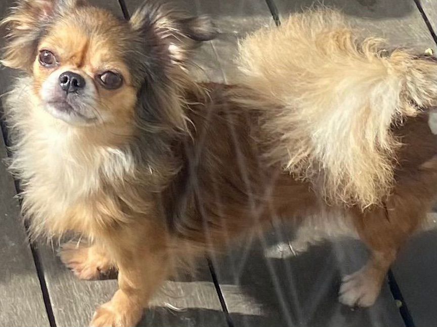 Взрослые здоровые девочки чихуахуа на подушечку