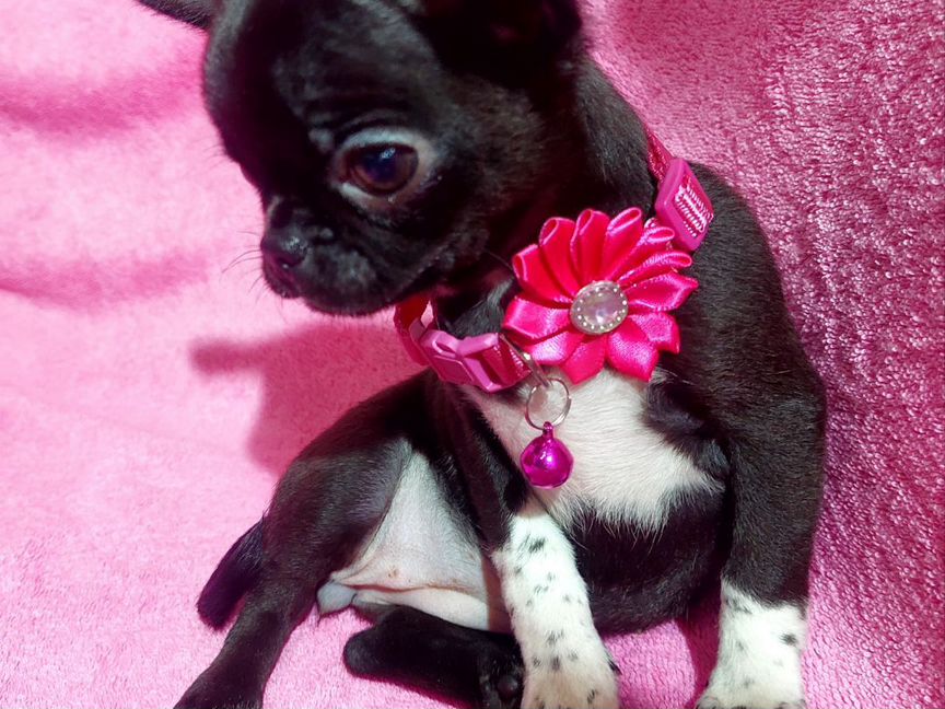 Черный бриллиант чихуахуа