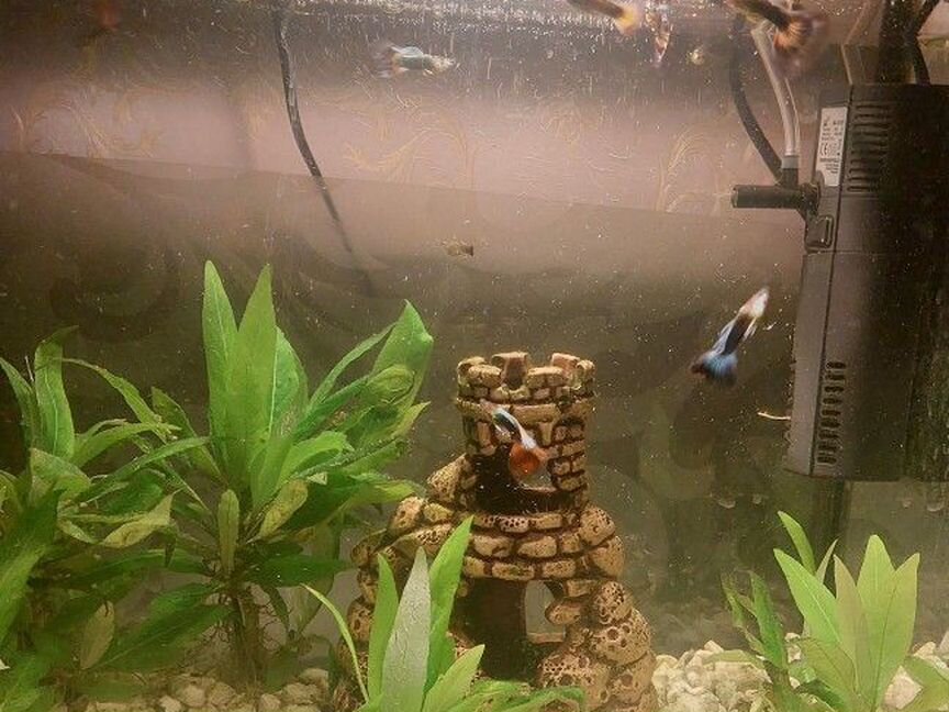 Аквариум с оборудованием
