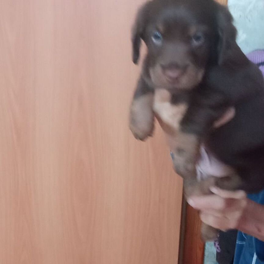 Щенок в добрые руки бесплатно