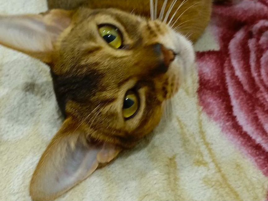 Абиссинская кошка