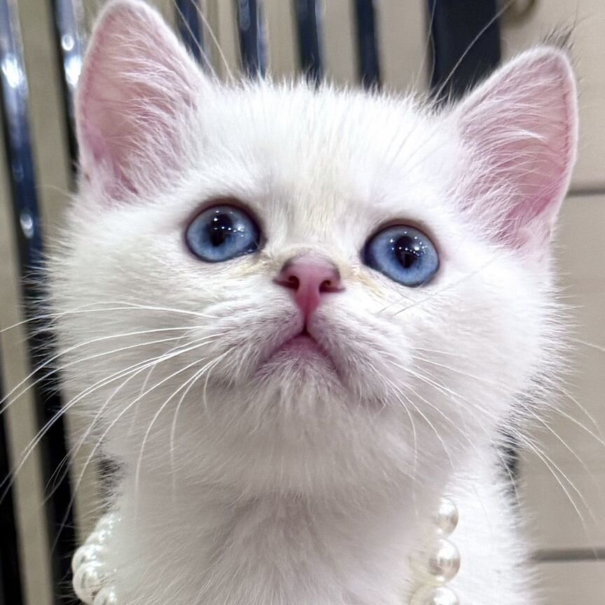 Шотландский прямоухий короткошёрстный котёнок