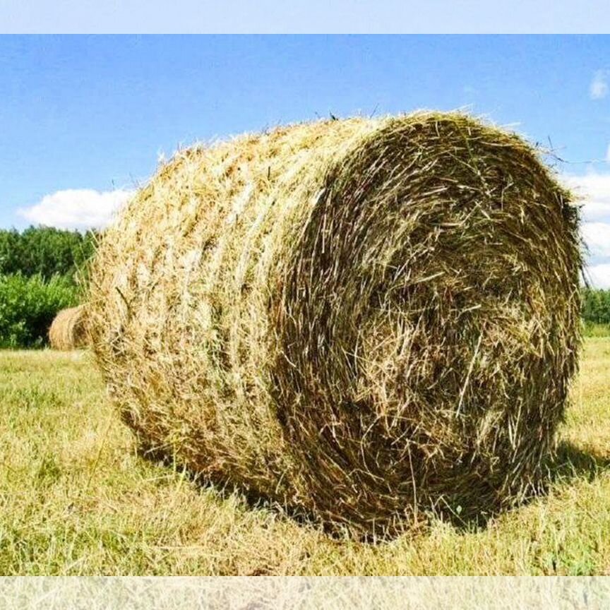 Сено в рулонах