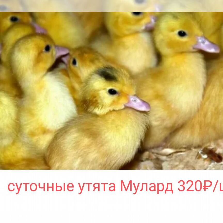 Суточные утята муларды и ст-5