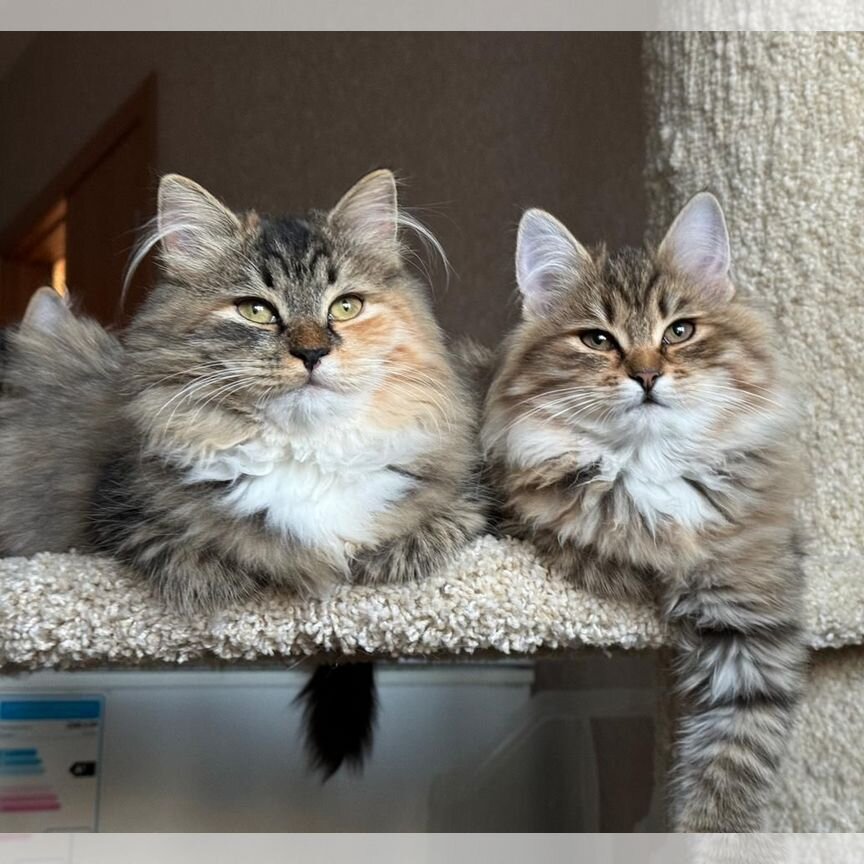 Сибирские котейки