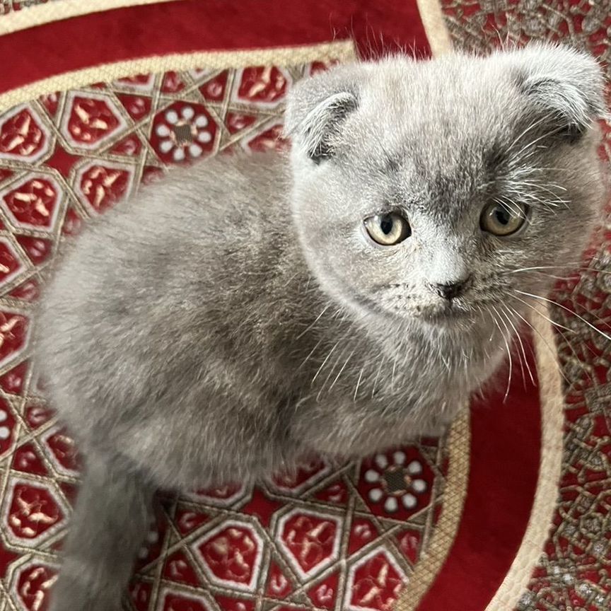 Шотландские вислоухие котята