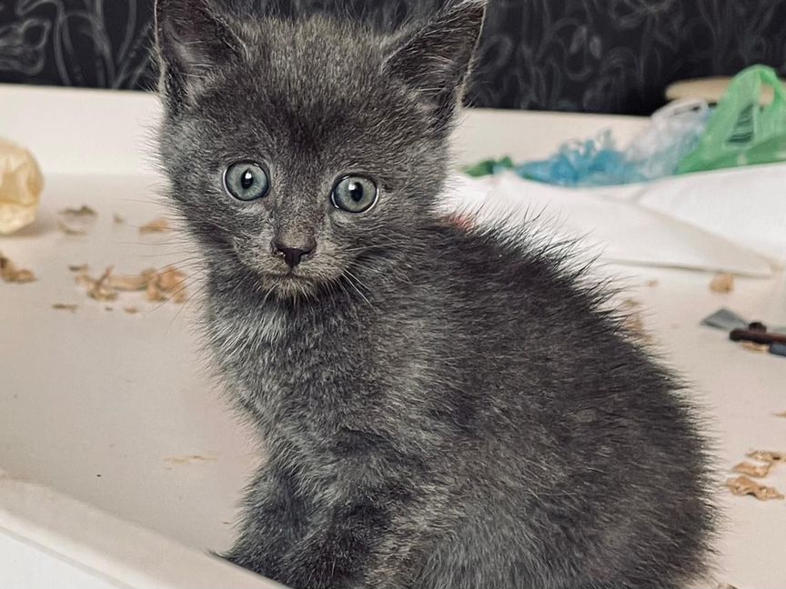 Голубоглазые котята ищут дом