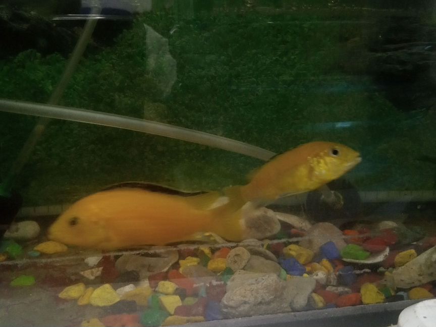 Цихлиды колибри