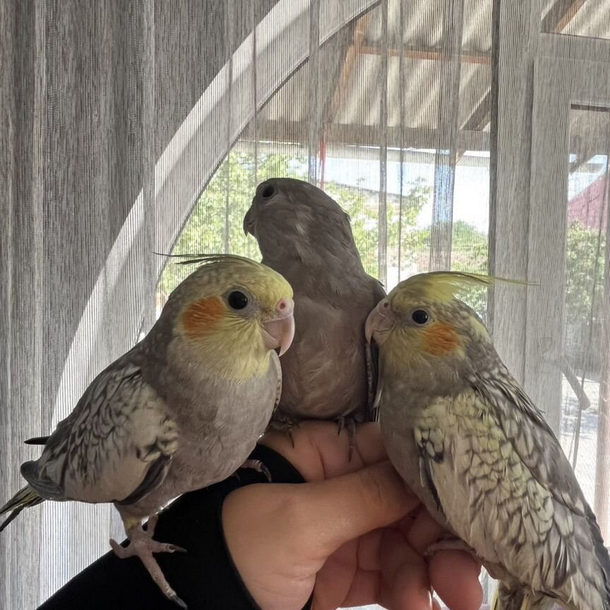 Попугай корелла выкормыш