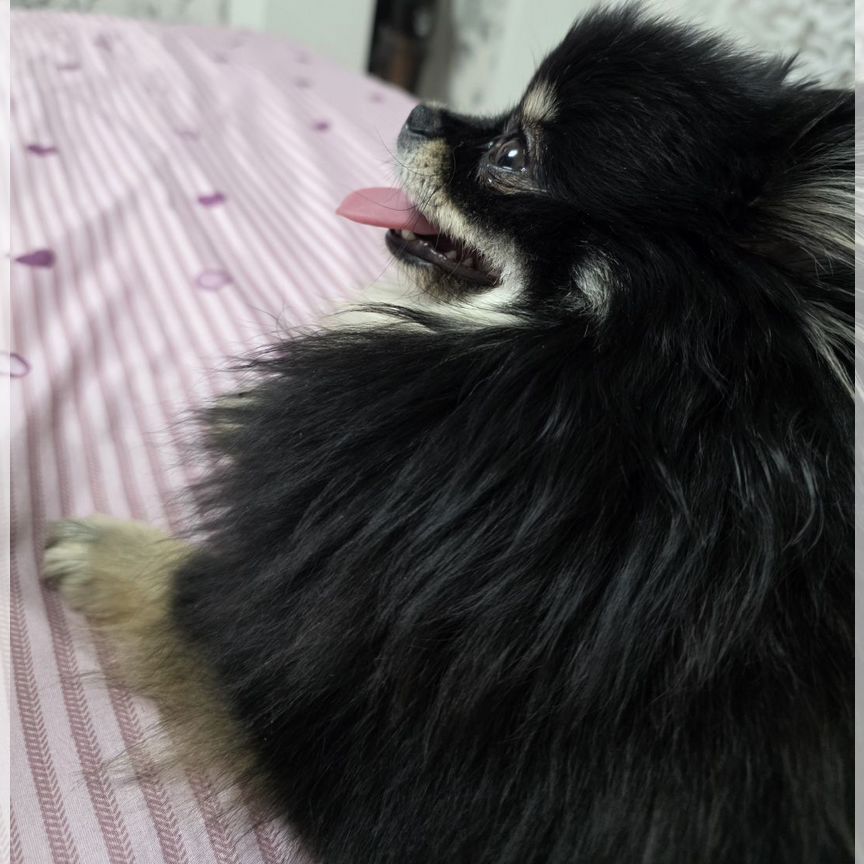 Померанский шпиц, щенок