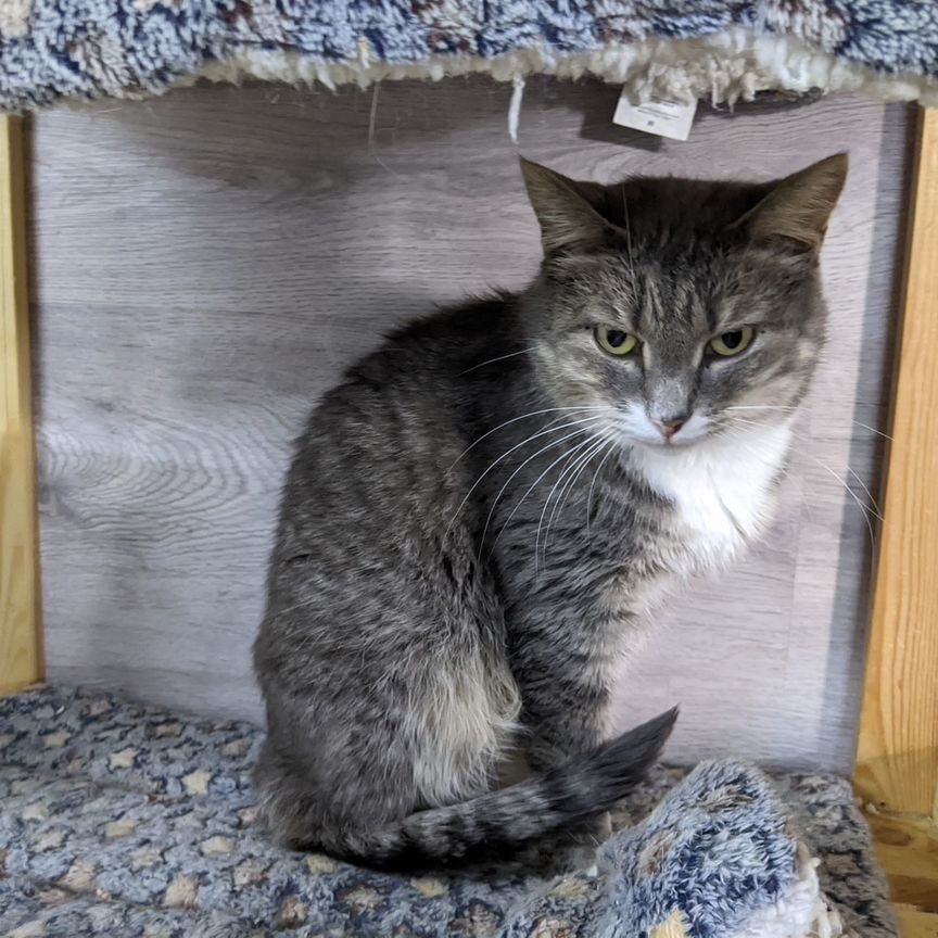 Кошка в добрые руки