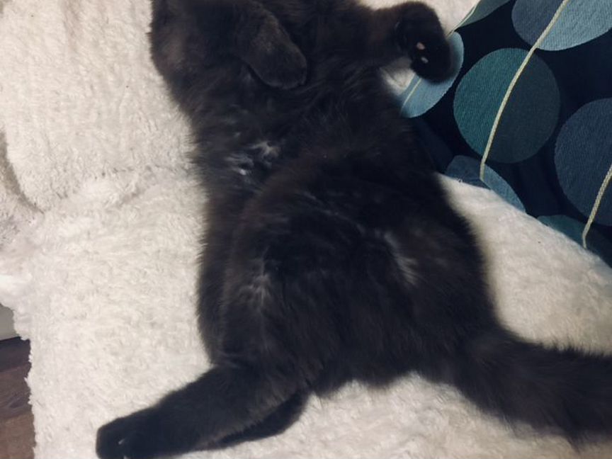 Кошка в добрые руки