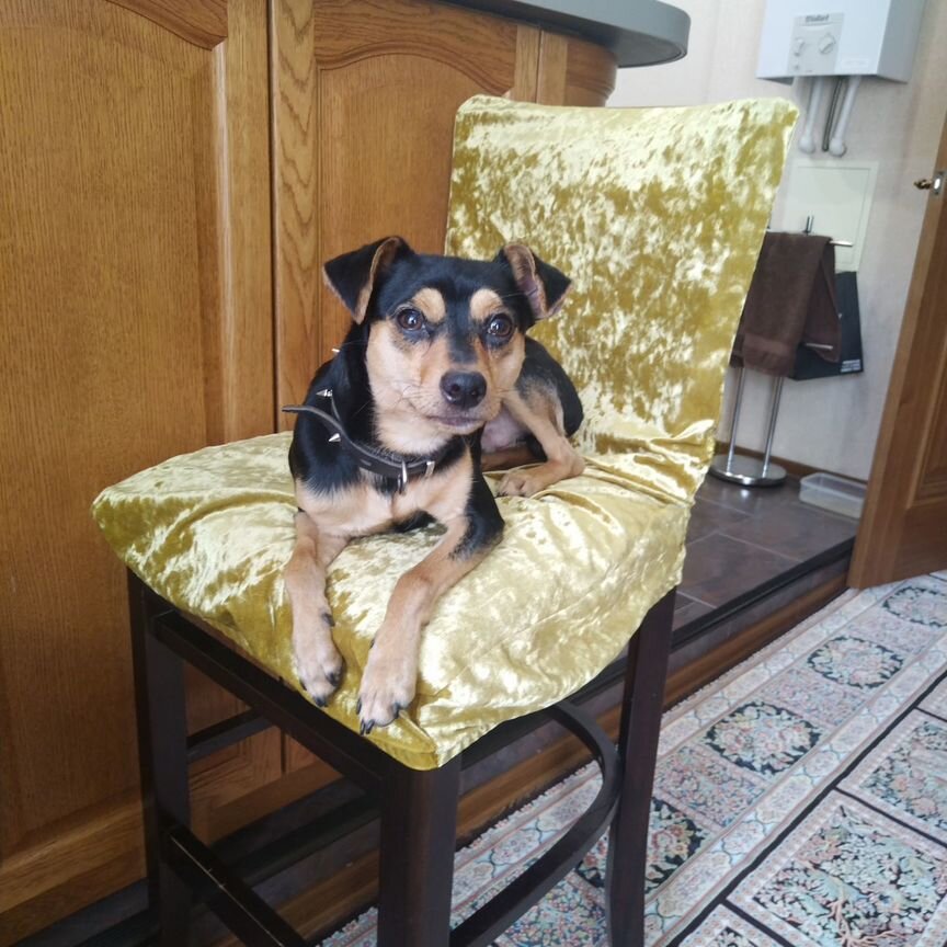 Цвергпинчер 10 мес. Отдам за вашу цену