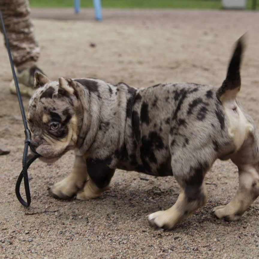 Американский булли, щенок