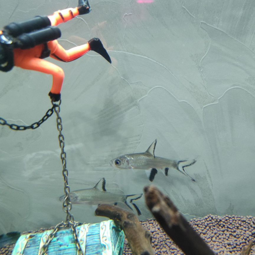 Рыбки Акулий бала(балу)