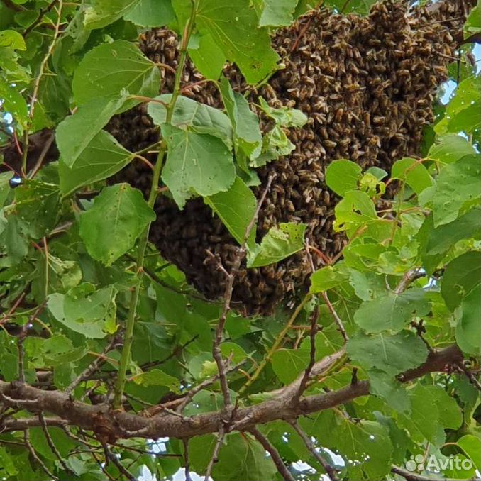 Пчелиный рой с матками