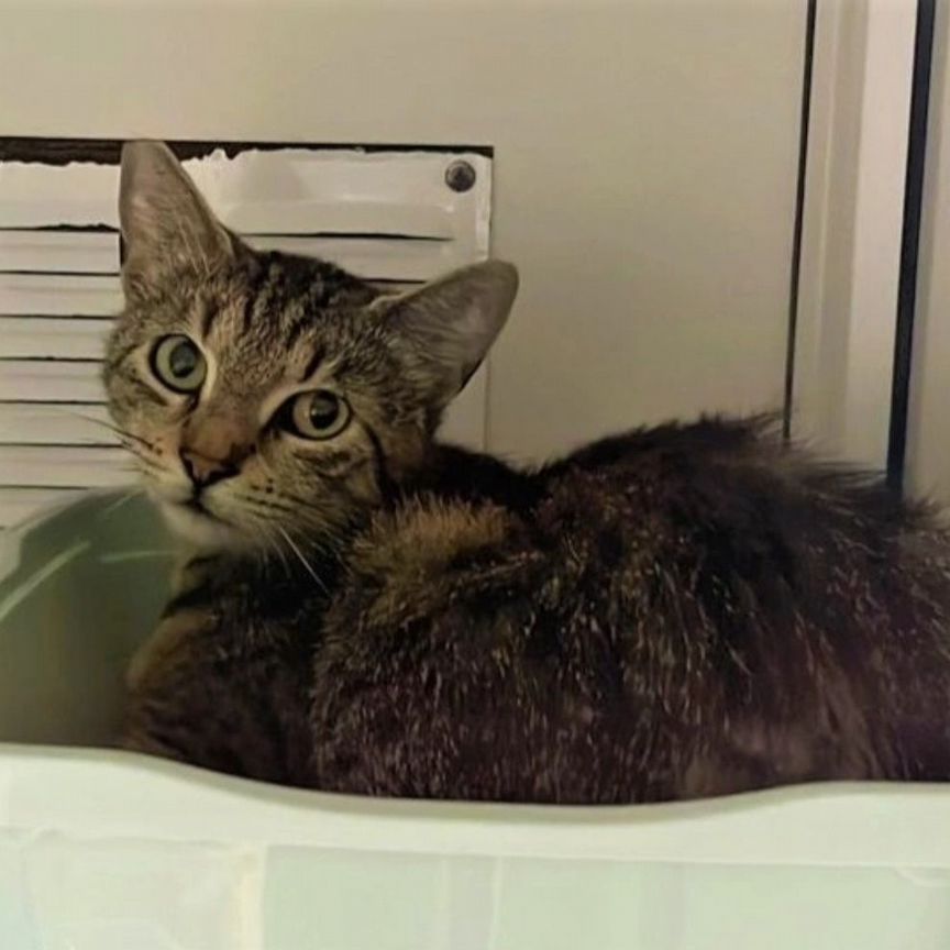 Кошка Брошка, заметьте, умоляю