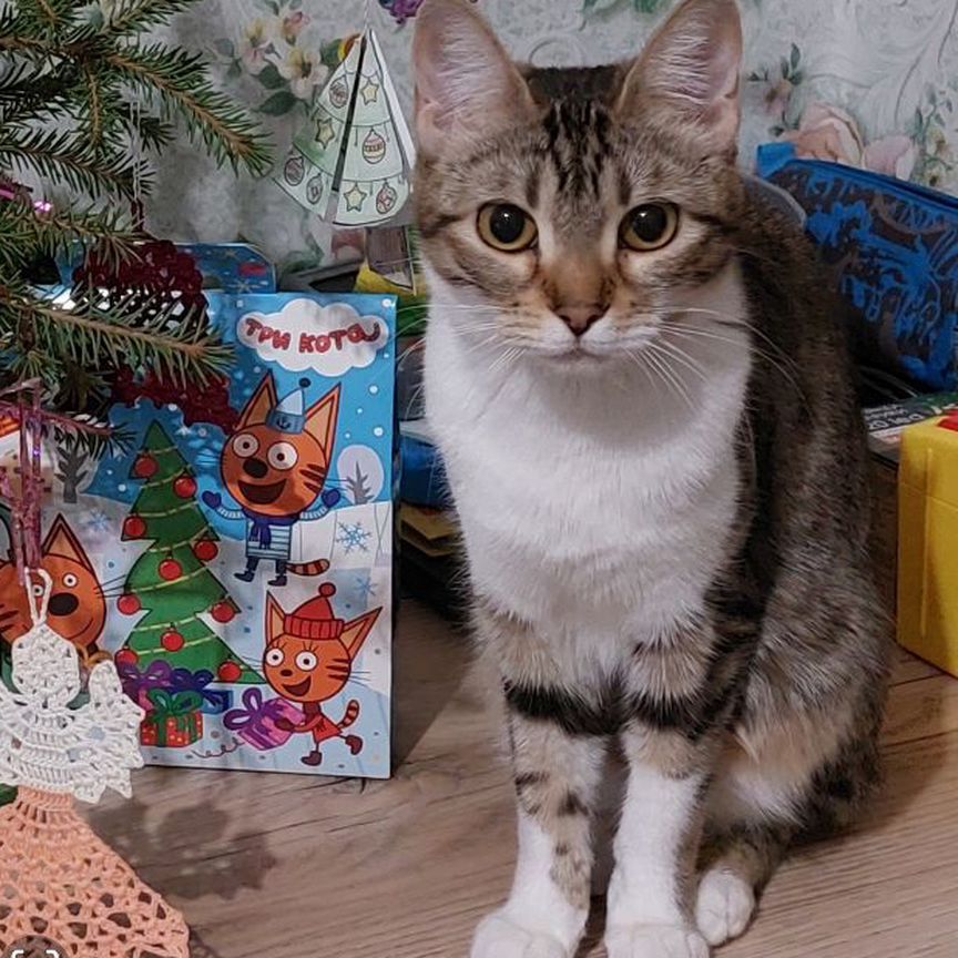 Взрослая, кошка в добрые руки