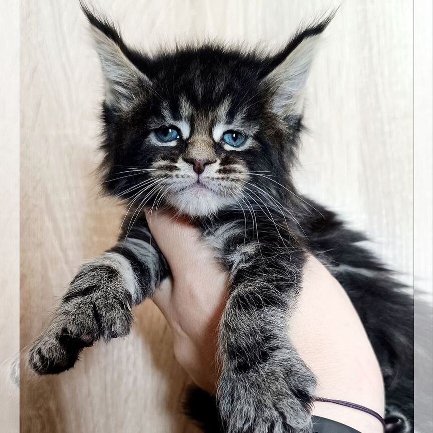 Мейн-кун котёнок
