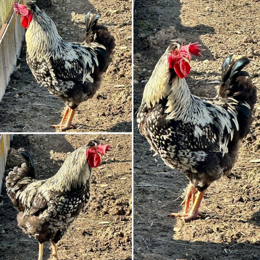 Продаётся хохлатый петух