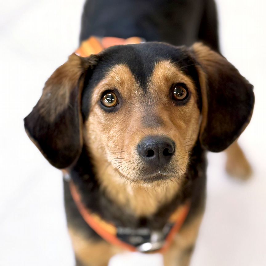 Взрослая собака в добрые руки