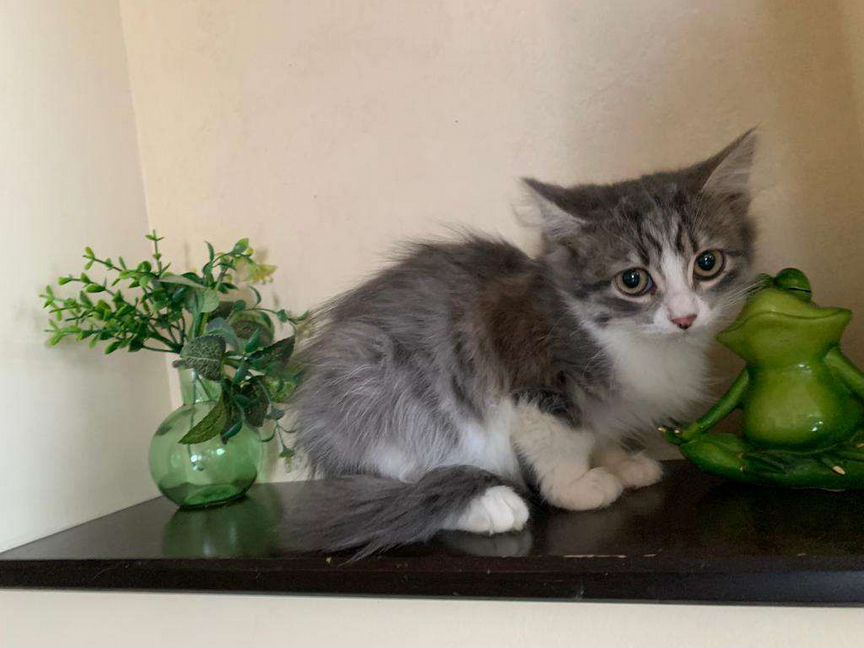 Котенок девочка