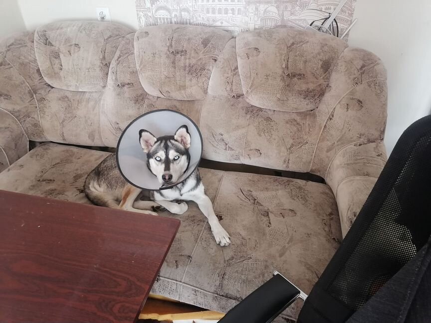 Собака в добрые руки