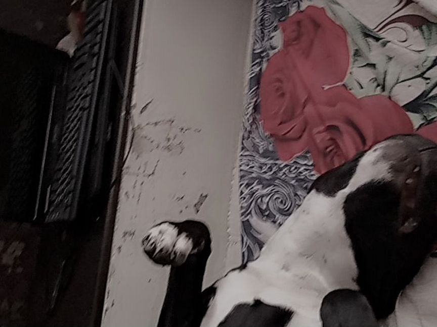 Собака порода американский стафоршидский терьер